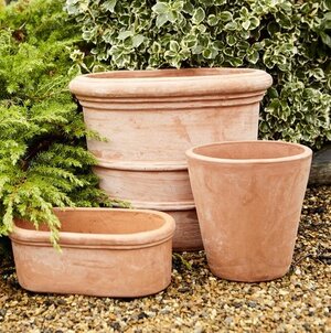 Florentine - Terracini - The Nunhead Gardener