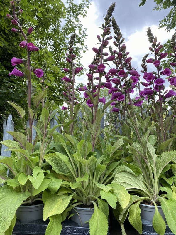 Digitalis Dalmatian Purple - The Nunhead Gardener