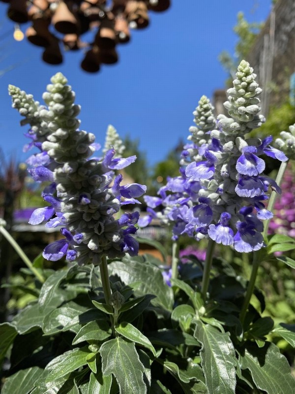 Salvia Farinacea Blue - The Nunhead Gardener