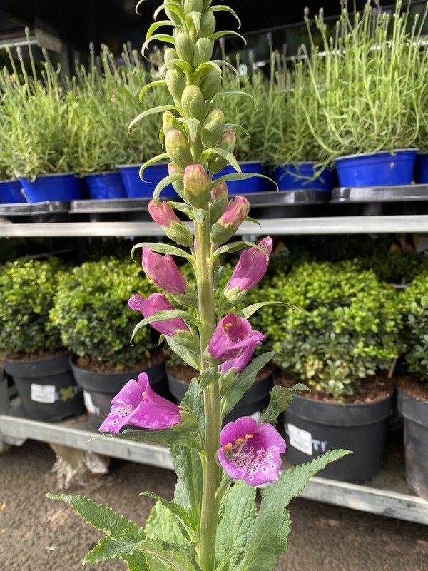 Digitalis Purple - The Nunhead Gardener