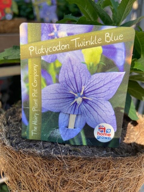 Platycodon Twinkle Blue - The Nunhead Gardener