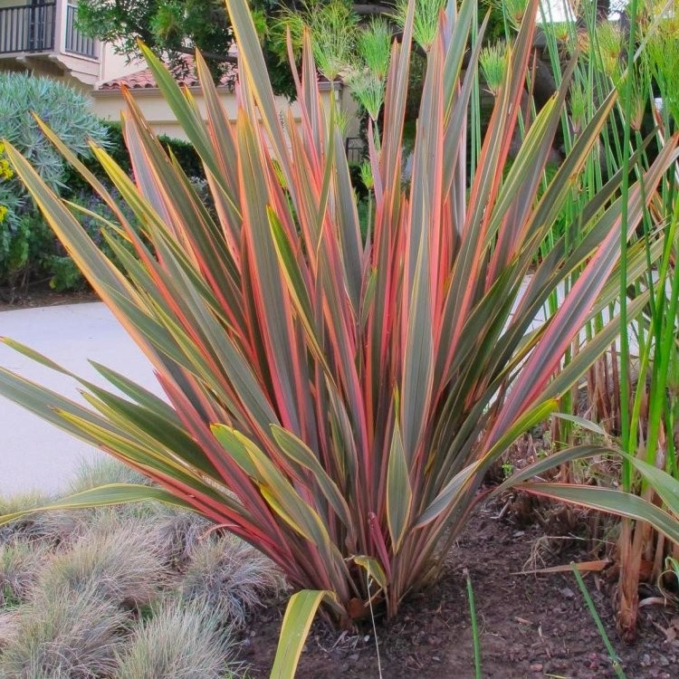 Phormium 'Sundowner' - The Nunhead Gardener