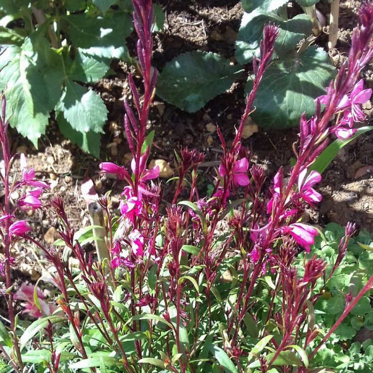 Gaura Gambit Variegata Rose (in Hairy Pot) - The Nunhead Gardener