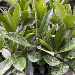 Shrubs - The Nunhead Gardener