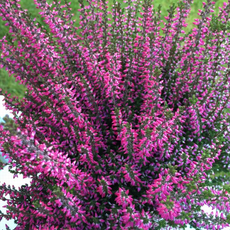 Calluna vulgaris ‘Garden Girls Pink’ – Scotch Heather - The Nunhead ...