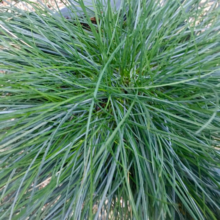 Festuca Glauca Intense Blue - The Nunhead Gardener