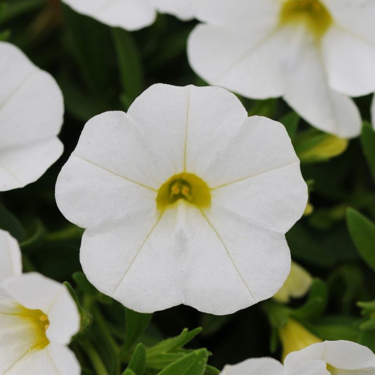 Calibrachoa White - The Nunhead Gardener