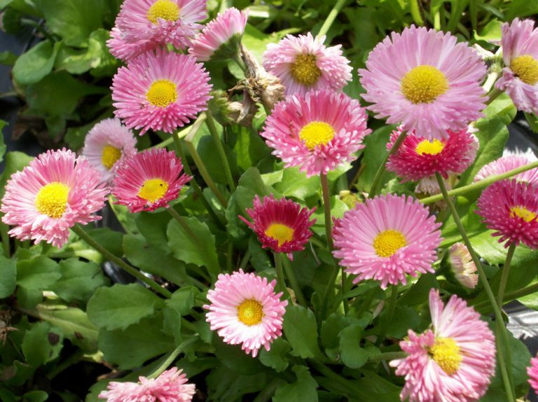 Bellis Pink - The Nunhead Gardener