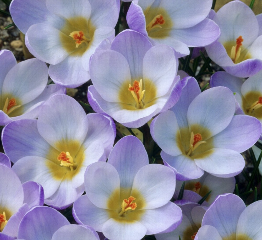 Crocus Blue Pearl - The Nunhead Gardener