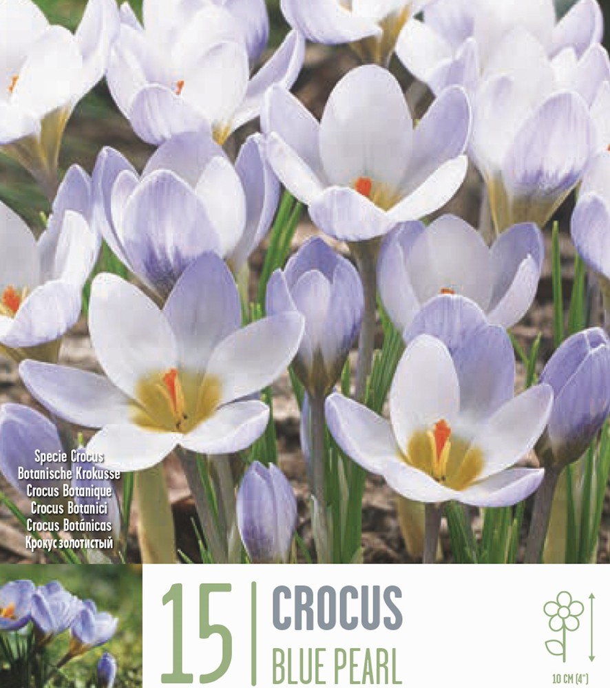 Crocus Blue Pearl - The Nunhead Gardener