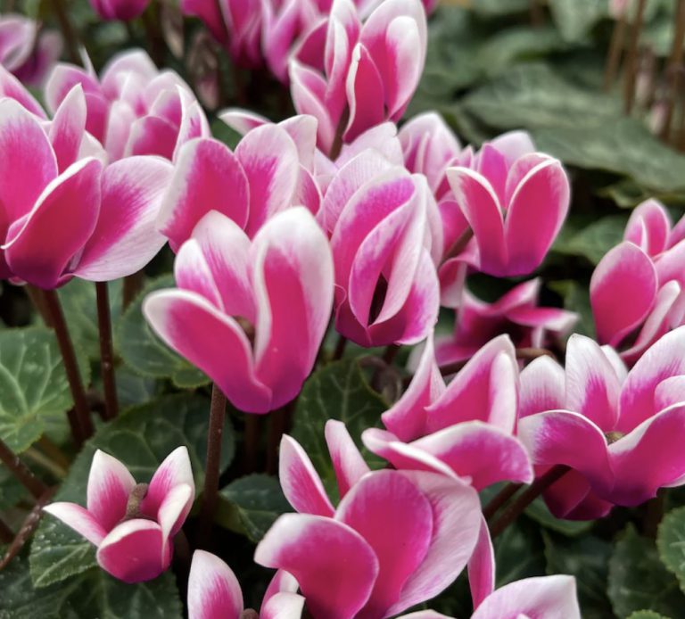 Flame Rose Cyclamen - The Nunhead Gardener