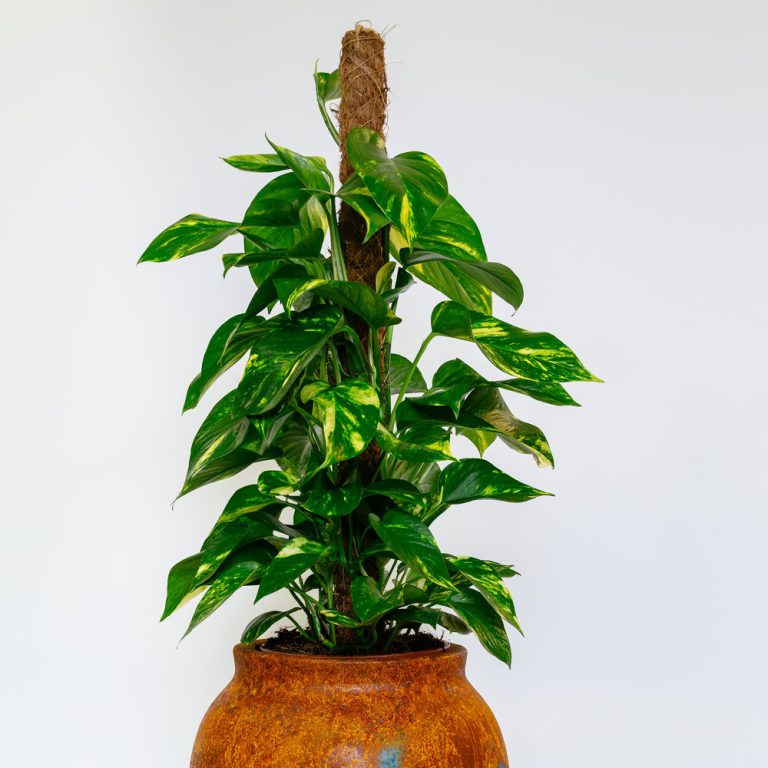 Epipremnum pinn. 'Aureum' moss pole