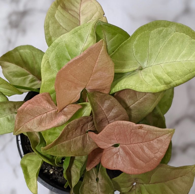 Syngonium Neon Robusta (Arrowhead Vine) - The Nunhead Gardener