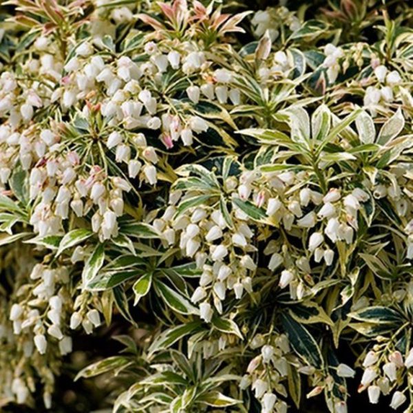 Pieris Japonica Variegata - The Nunhead Gardener