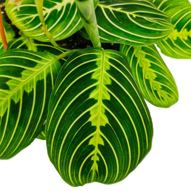 Maranta Leuconeura Lemon Lime – Lemon Lime Prayer Plant - The Nunhead ...