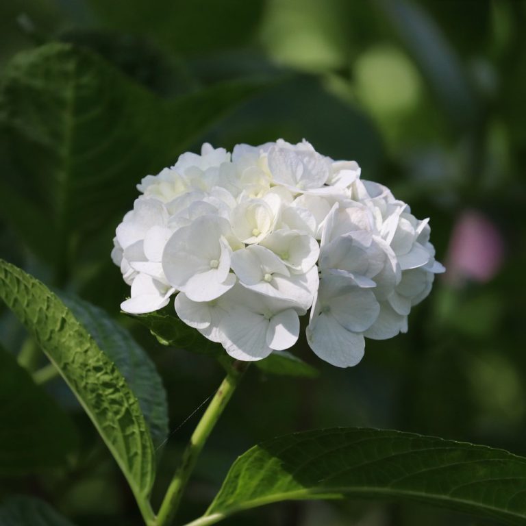 Hydrangea macrophylla ‘White’ - The Nunhead Gardener