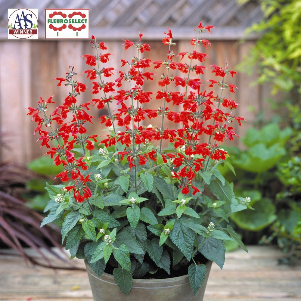 Salvia Summer Jewel Red - The Nunhead Gardener