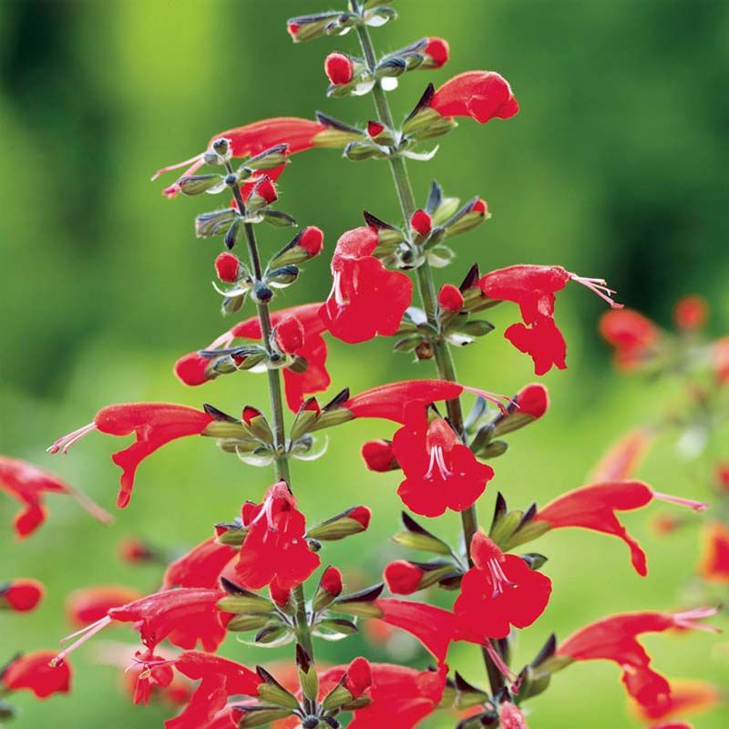Salvia Summer Jewel Red - The Nunhead Gardener