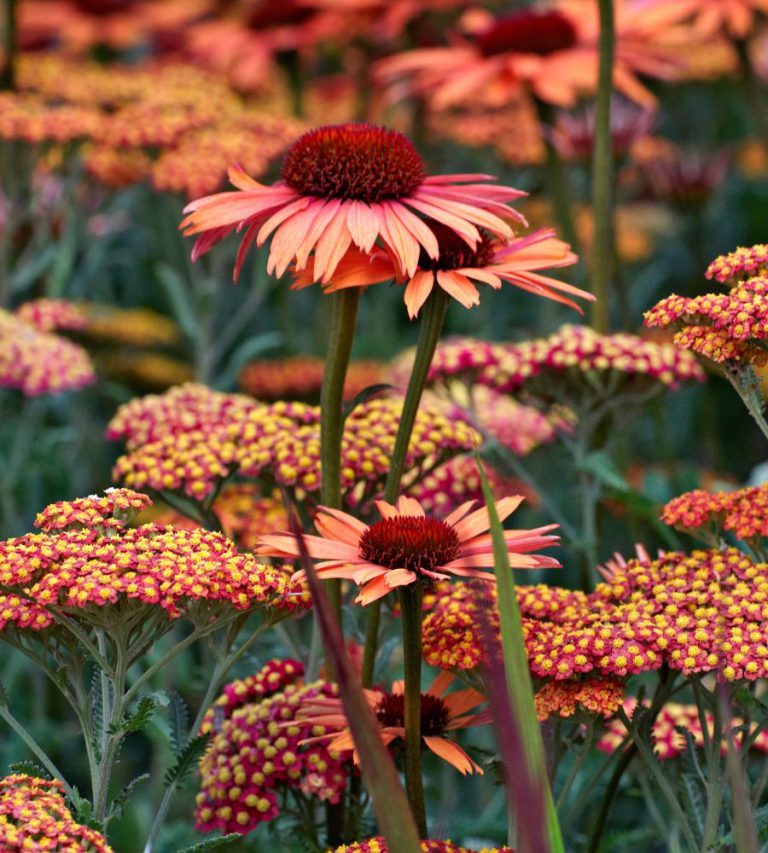 A Guide to the Chelsea Chop