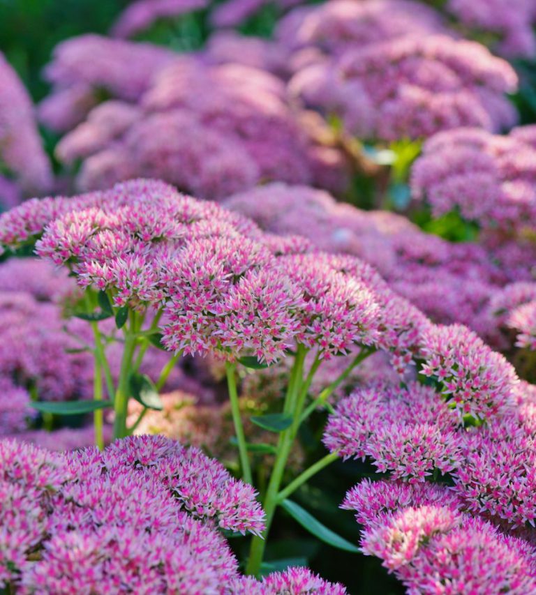 A Guide to the Chelsea Chop