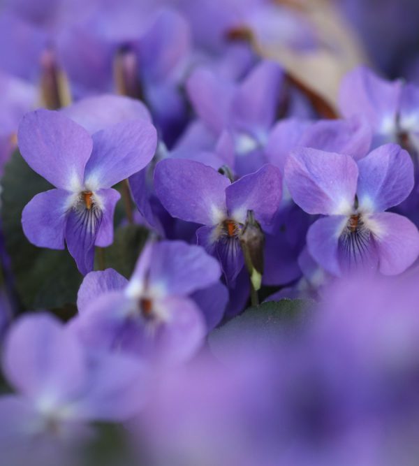 Pride in Bloom: Flowers and Plants with LGBTQIA+ Significance