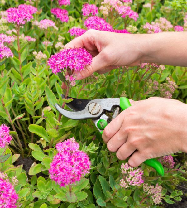 A Guide to the Chelsea Chop