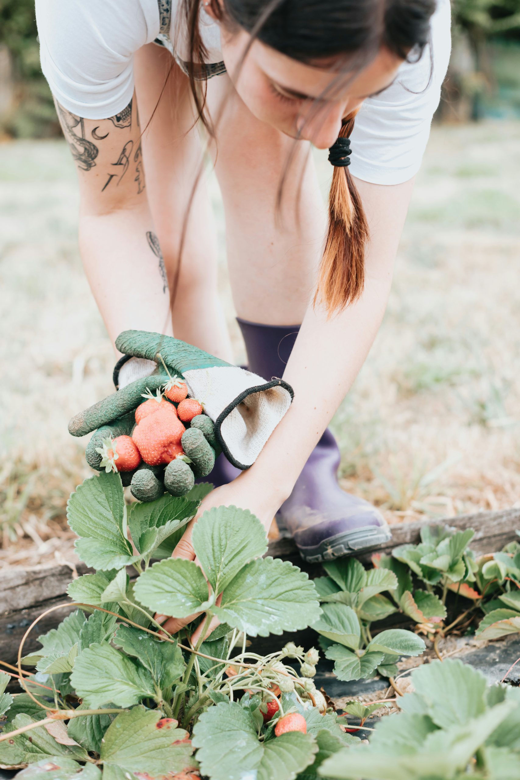 Strawberries - The Nunhead Gardener
