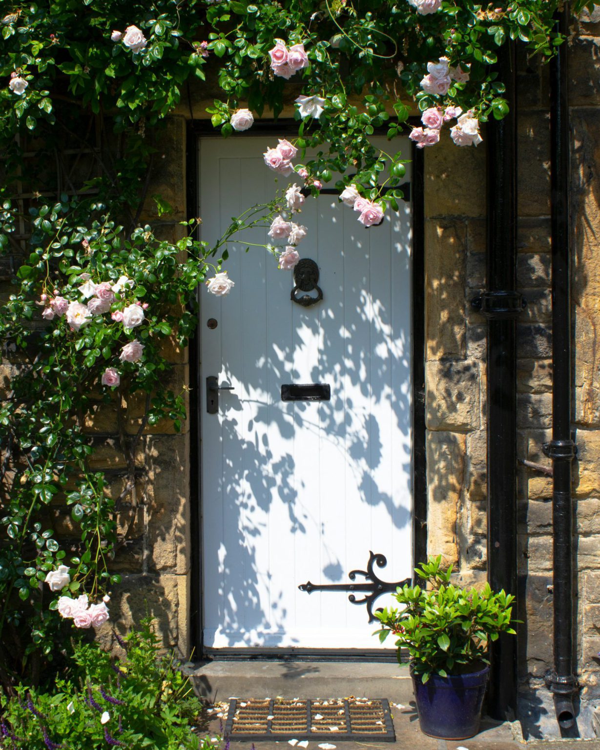 Masterclass: Pruning Roses - The Nunhead Gardener