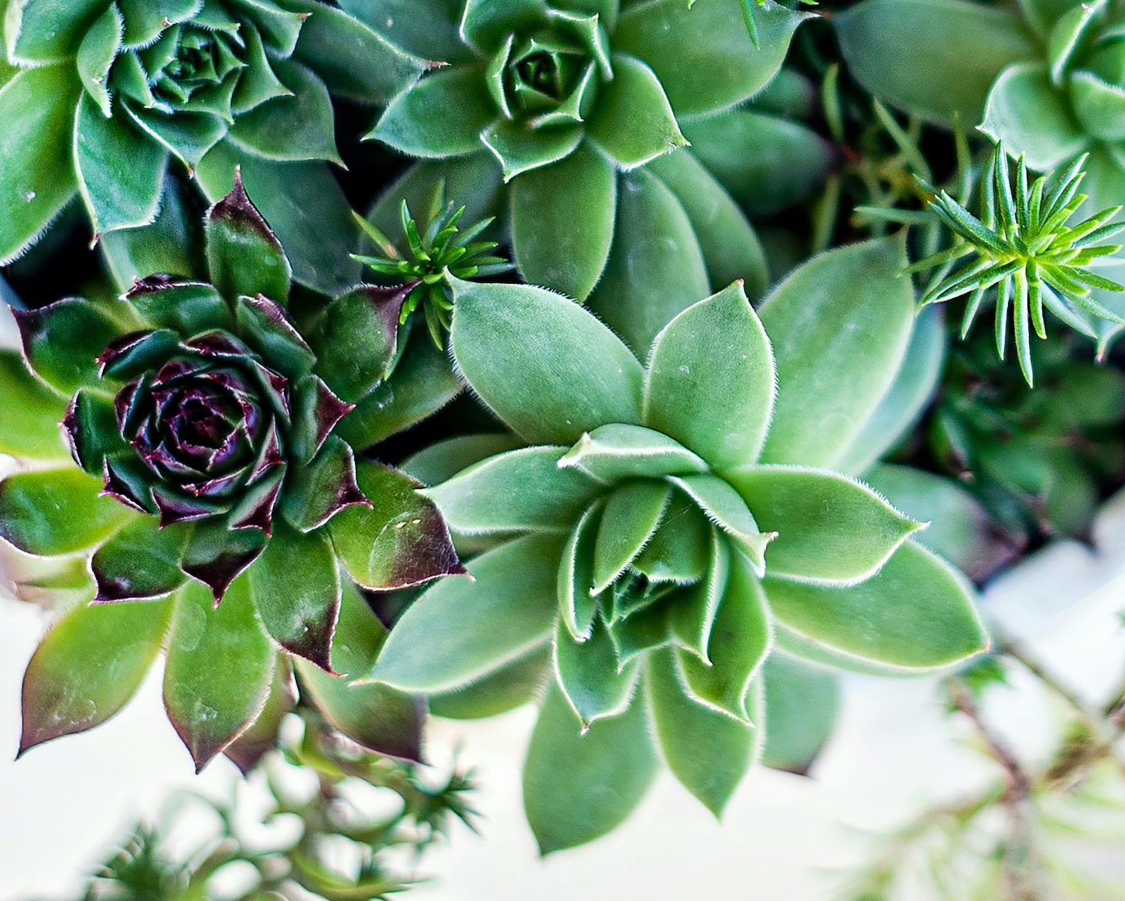 5 Problem-solving Plants - The Nunhead Gardener