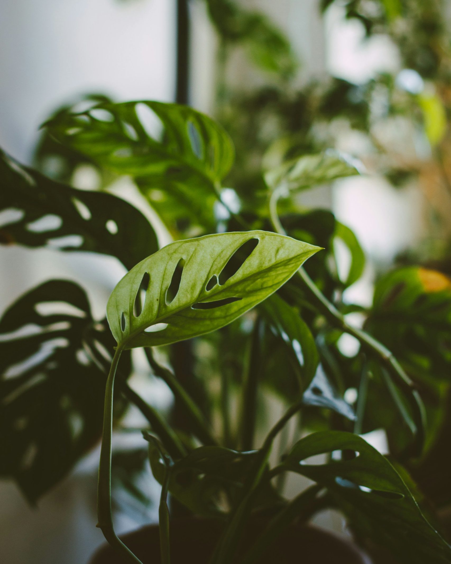 5 Problem-solving Plants - The Nunhead Gardener